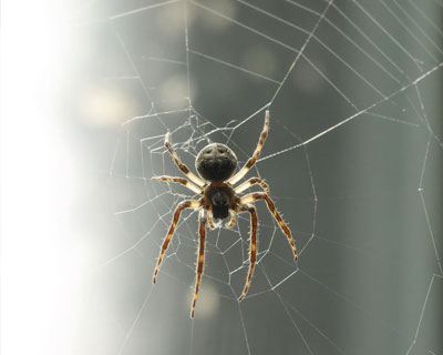 Spider Control & Treatment in Melbourne, Mulgrave, Rowville, Knox